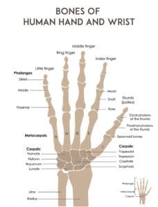 Scaphoid Fracture | FORM Hand, Wrist & Elbow Institute